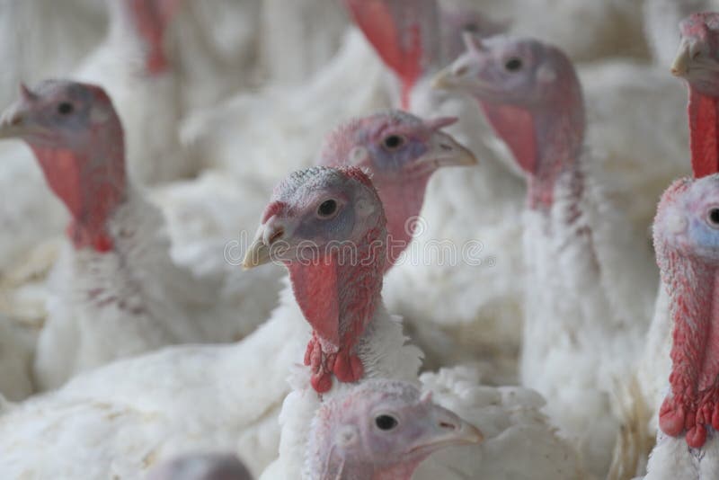 White Wild Turkeys in the Livestock Stock Photo - Image of birds, white ...