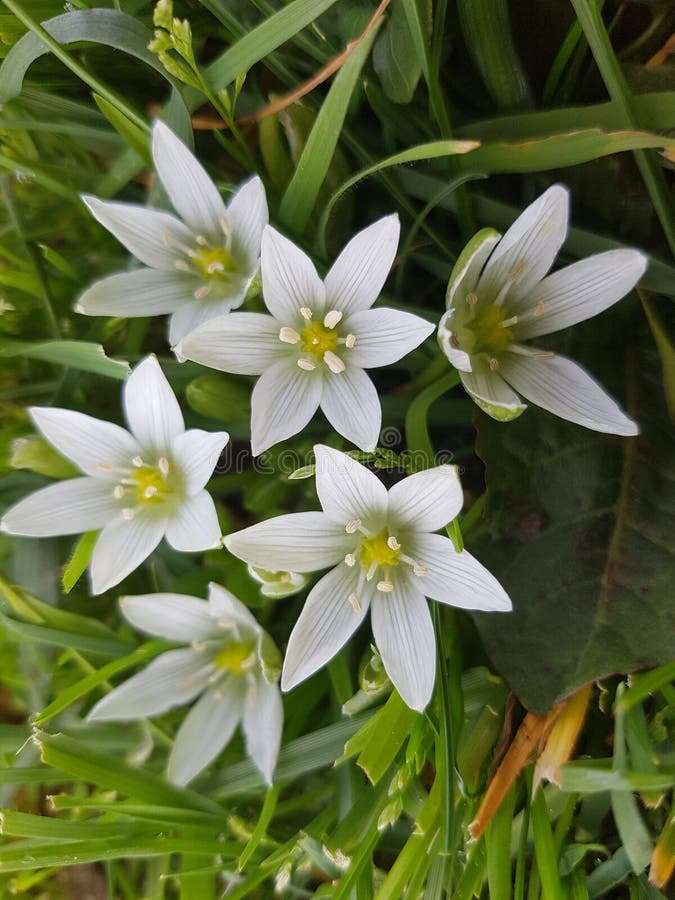 Many white wildflowers stock photo. Image of meadow - 273677366