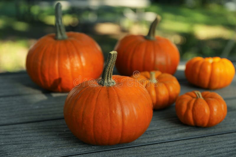 Many Whole Ripe Pumpkins on Wooden Table Outdoors Stock Image - Image ...