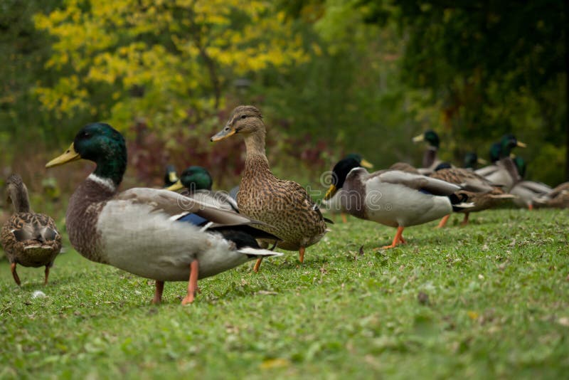 Many Wild Ducks Out in the Park Stock Image - Image of male, cute ...