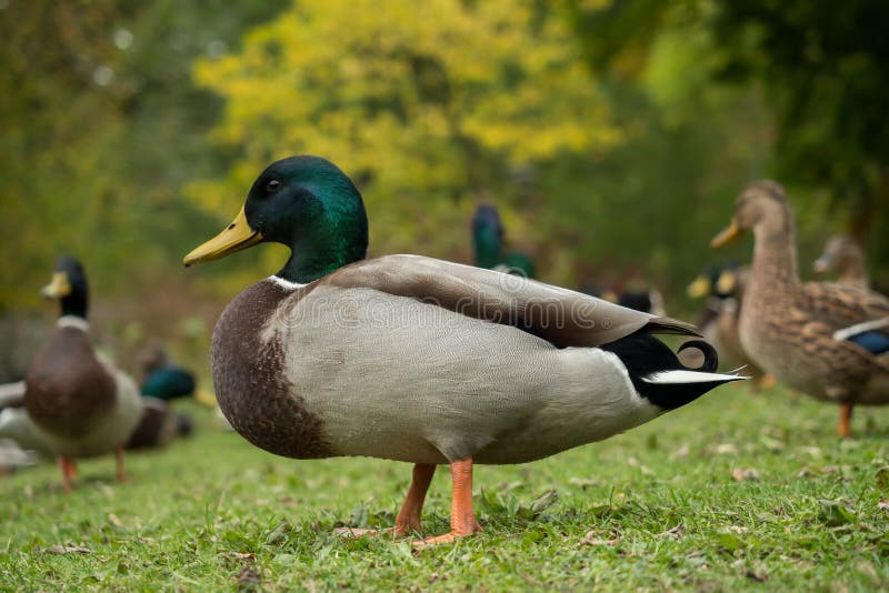 Many Wild Ducks Out in the Park Stock Image - Image of cute, bird ...