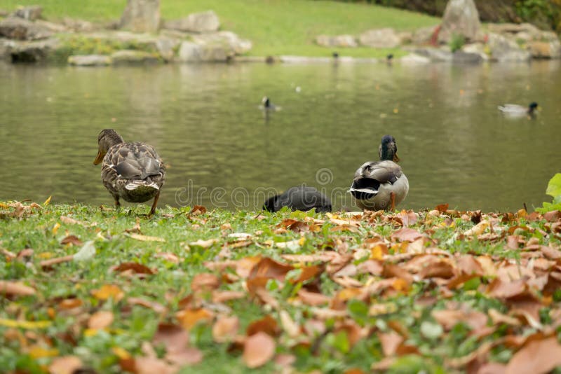 Many Wild Ducks Out in the Park Stock Photo - Image of outdoor, animals ...