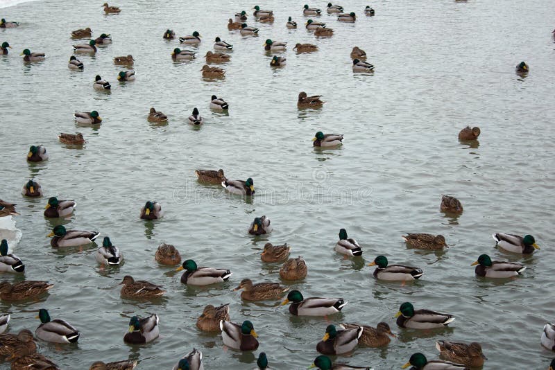 Many Wild Ducks Swim in the Lake. a Flock of Ducks in the Water Stock ...
