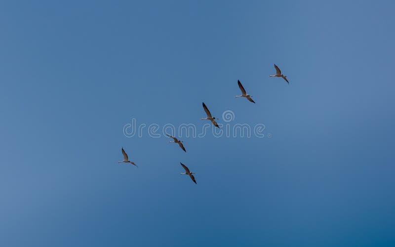 Flying wild goose stock photo. Image of blue, wild, beautiful - 115054254