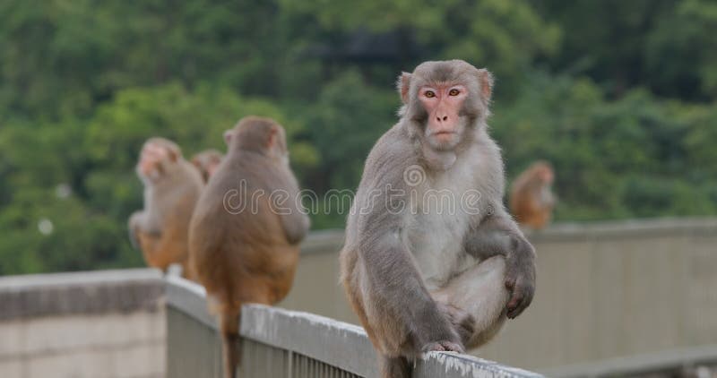 Many Wild Monkey Sit on Metal Rail Stock Image - Image of landscape ...
