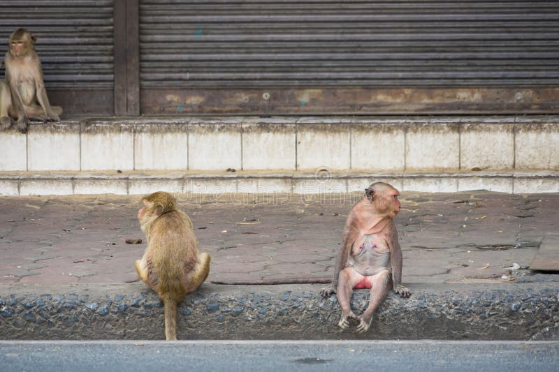 Many Wild Monkeys are Causing a Lot of Problems in Lopburi City, Both ...
