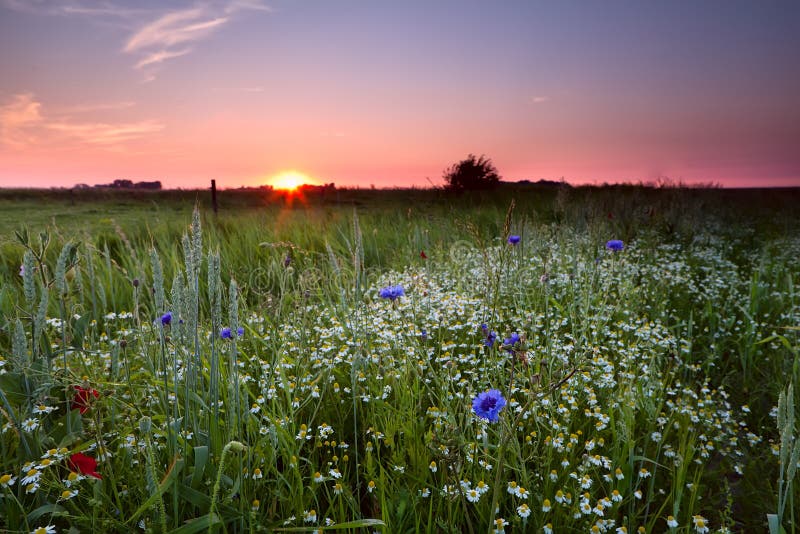Many Wildflowers on Field at Sunset Stock Photo - Image of scenic ...