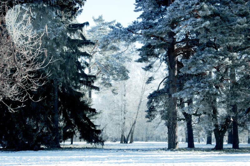 Many Winter Trees in the Forest Stock Photo - Image of hiemal, rime ...