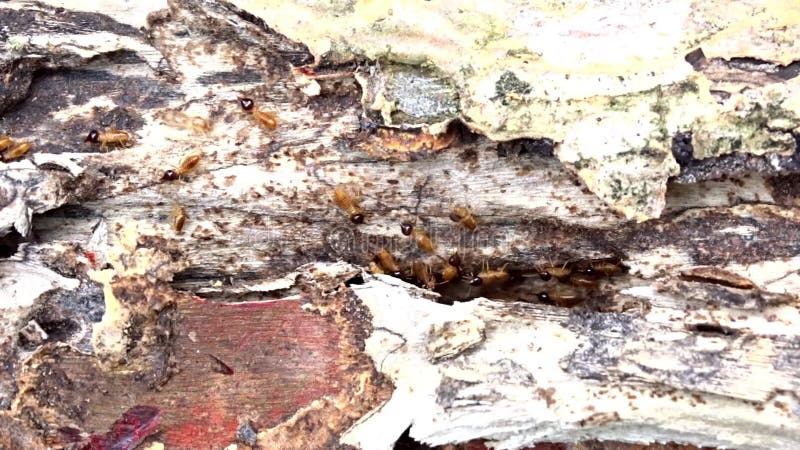 Many Worker Termites in Their Natural Environment Stock Footage - Video ...