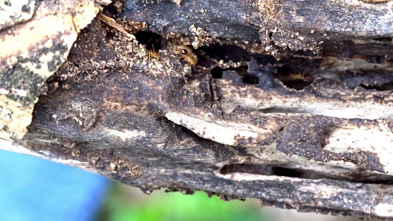 Many Worker Termites in Their Natural Environment Stock Video - Video ...