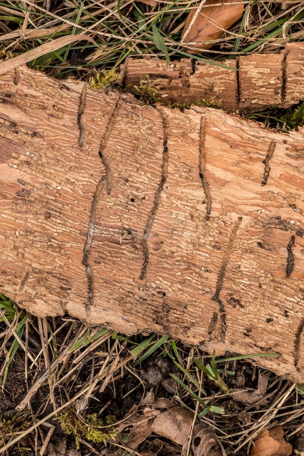 Many Worm Grooves on a Wooden Piece of Tree Bark Stock Image - Image of ...