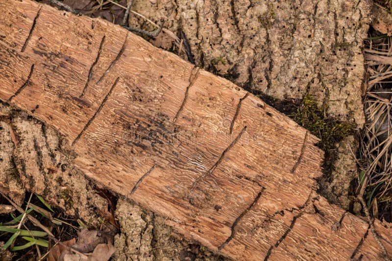 Many Worm Grooves on a Wooden Piece of Tree Bark Stock Photo - Image of ...