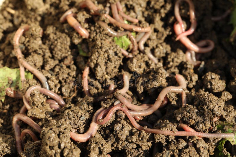 Many Worms Crawling in Wet Soil on Sunny Day, Closeup Stock Image ...