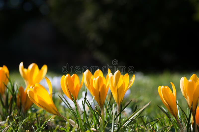 Many Yellow Crocuses Grow in the Grass in the Spring Stock Image ...