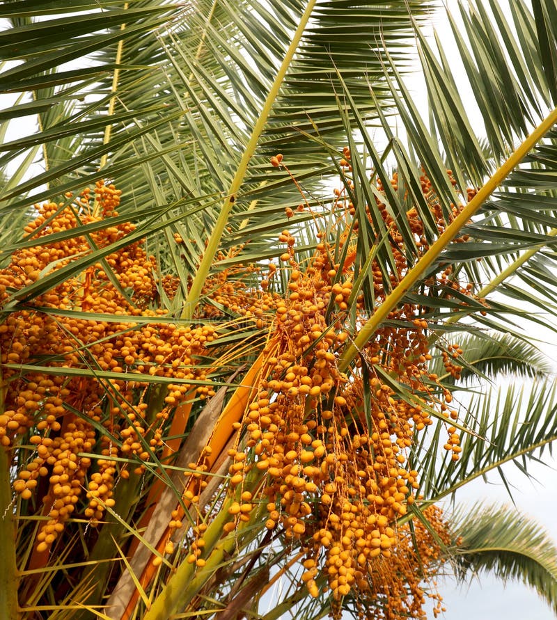 Yellow Dates Palm Tree In Egypt Stock Photo - Image of nature, mango ...