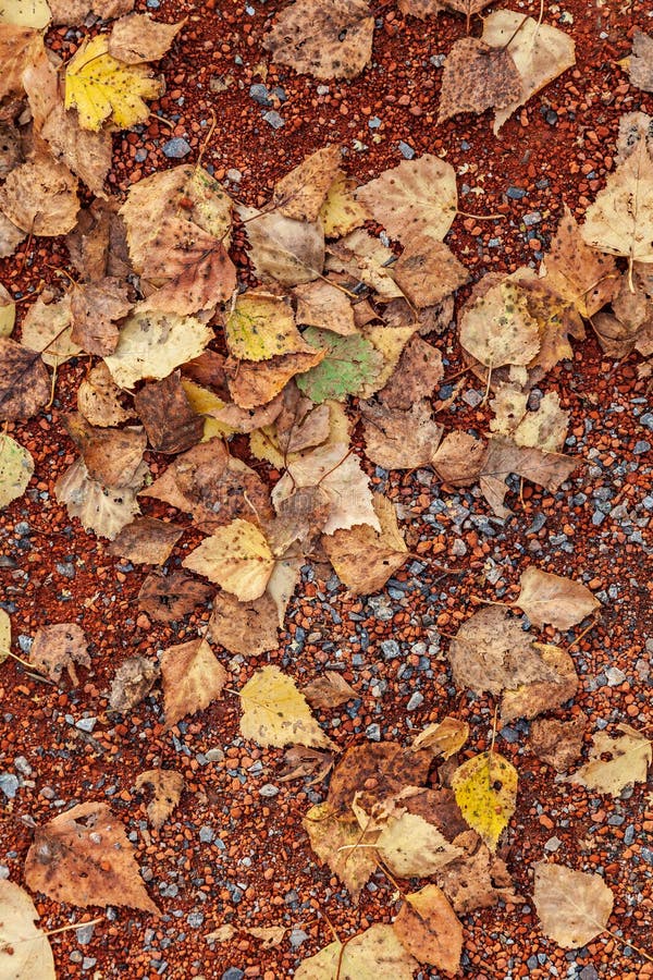 Many Yellow Fallen Leaves on the Ground of Small Orange Stones in the ...