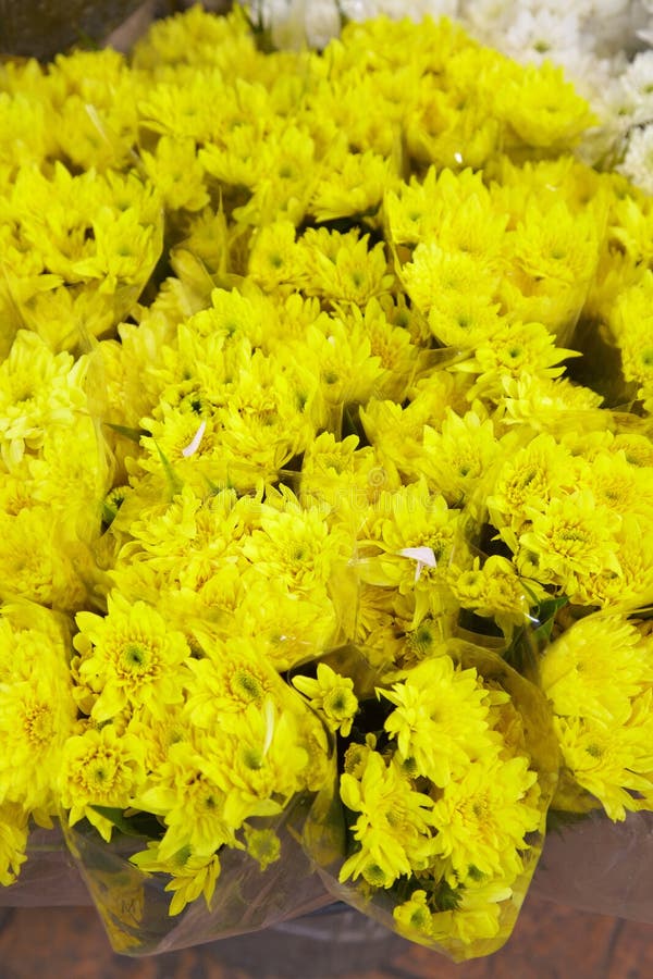Many yellow flower stock photo. Image of outdoor, blooming - 41034920