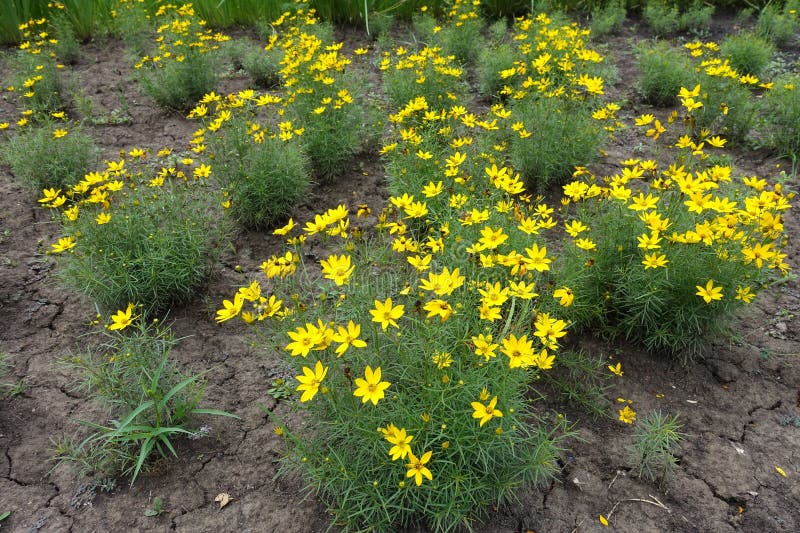 Many Yellow Flowers of Coreopsis Verticillata Stock Image - Image of ...