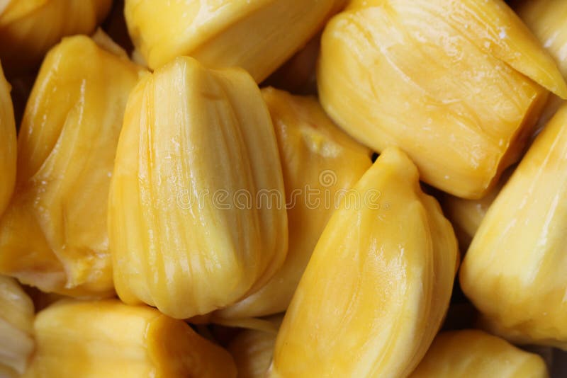 Jackfruit Many, Plenty, Abundant on Jackfruit Tree Stock Photo - Image ...