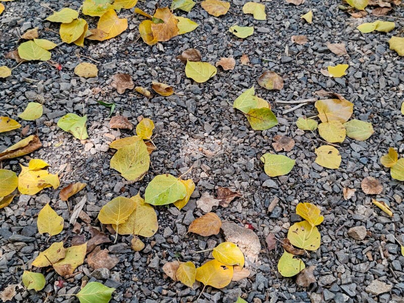 Many Yellow Leaves Fell on the Ground. Stock Image - Image of leaf ...