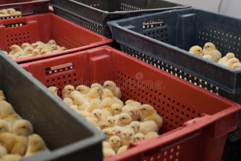 Many Yellow Little Chickens in a Box on a Chicken Farm. Stock Image ...