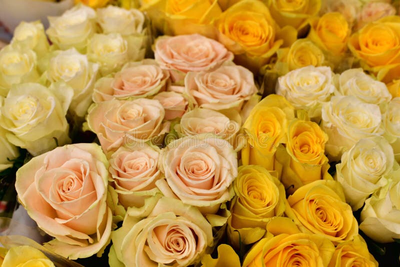 Many yellow and pink roses stock image. Image of gerber - 112636357