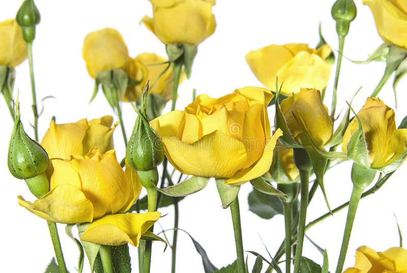 Many Yellow Roses on White Background Stock Image - Image of flora ...