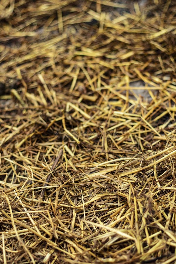 Many Yellow Straw Texture Background Stock Photo - Image of agriculture ...