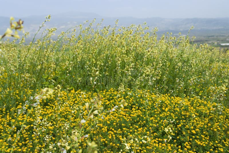 Many Yellow Wild Flowers on Field Stock Image - Image of flora, flower ...