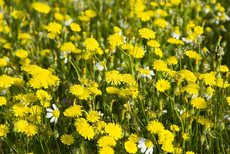Many Yellow Wild Flowers on Field Stock Image - Image of fresh, plant ...