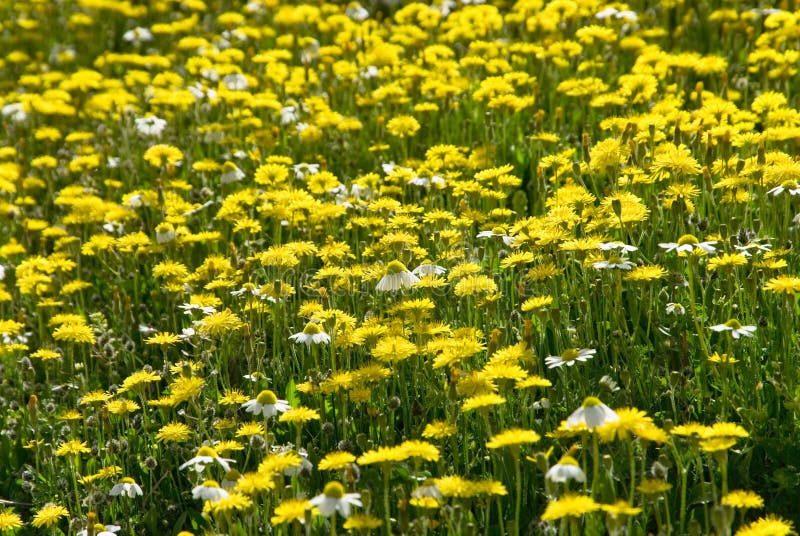 Many Yellow Wild Flowers on Field Stock Photo - Image of blossom ...