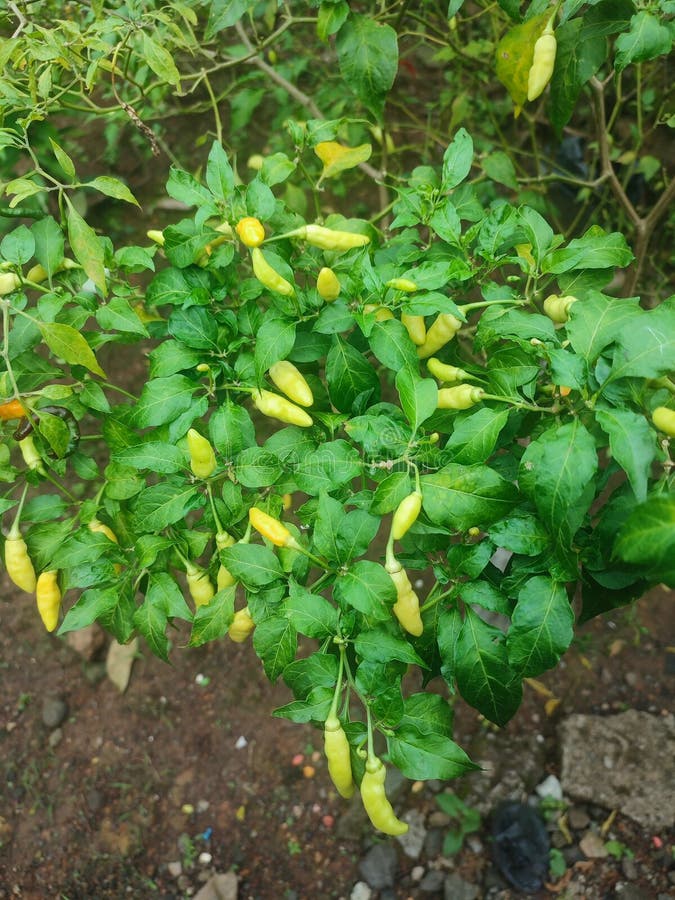 Many Young Chilies are Still on the Tree Stock Photo - Image of still ...