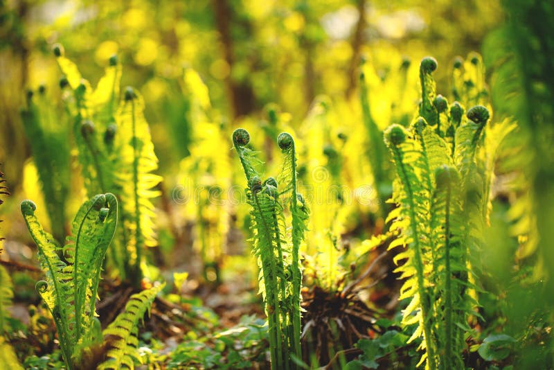 Many young ferns stock photo. Image of frond, color, jungle - 53499146