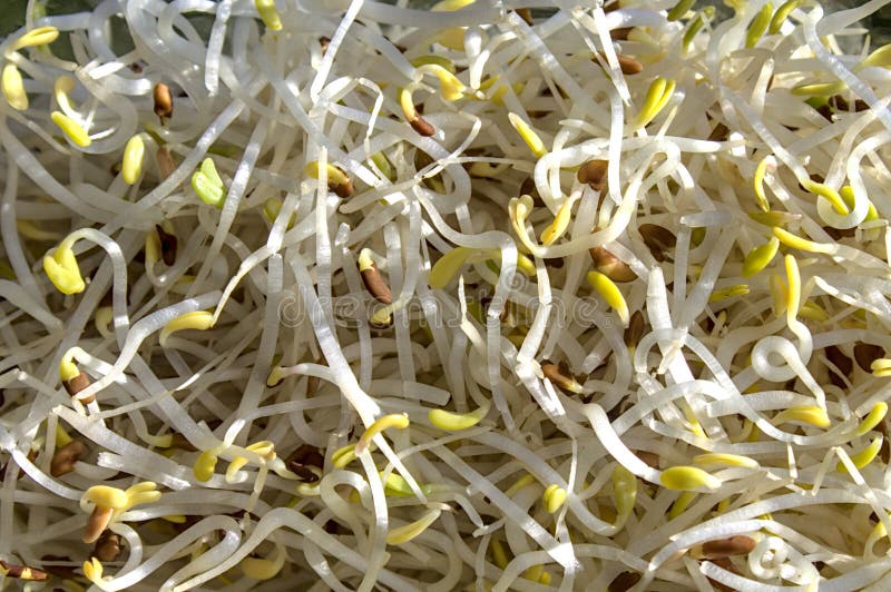 Many Young Fresh Delicious Sprouts Stock Image - Image of salad ...
