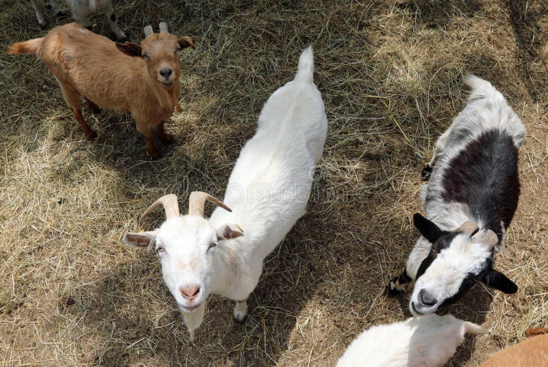 Many goats in farm stock image. Image of farming, forest - 63142897