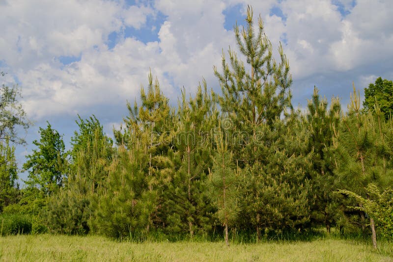 Many Young Pine Trees Released Young Shoots in Spring Stock Photo ...