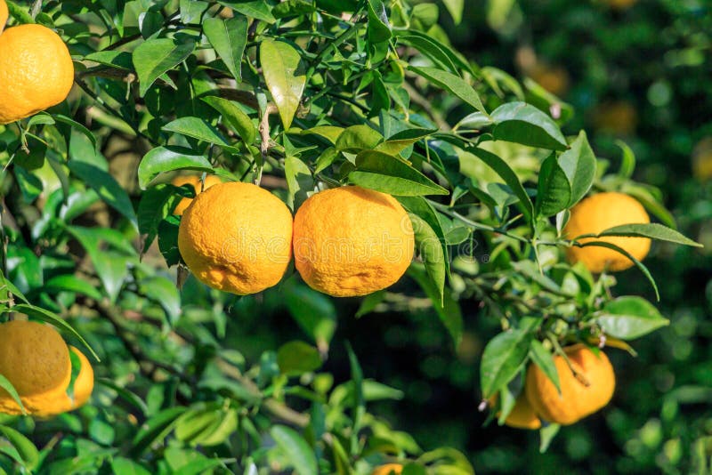 Yuzu on the tree stock image. Image of japanese, kitoh - 103979691
