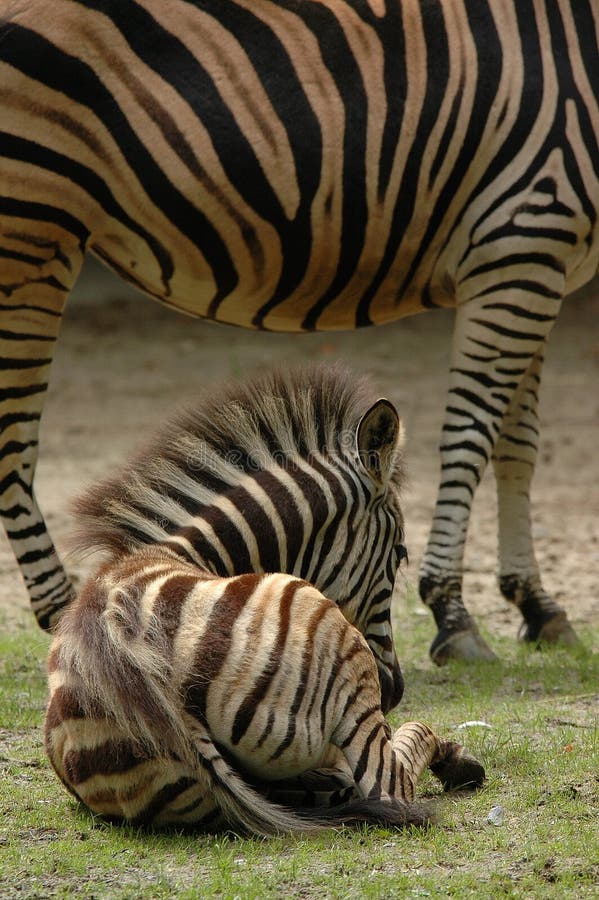 Many zebras in the zoo stock image. Image of zebra, nature - 201970797