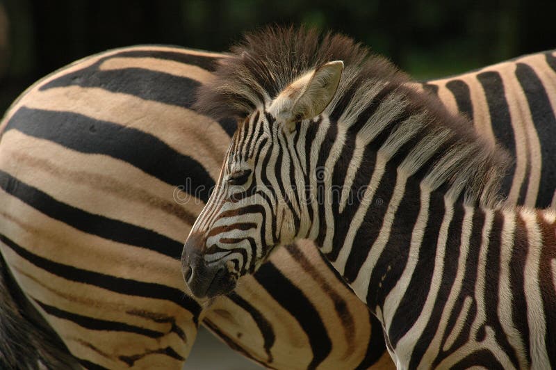 Many zebras in the zoo stock photo. Image of horse, zebras - 201970820