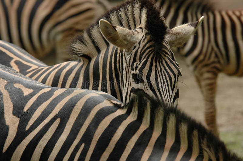 Many zebras in the zoo stock photo. Image of germany - 201914120