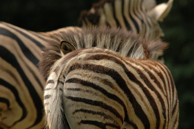 Many zebras in the zoo stock photo. Image of stripes - 201914138