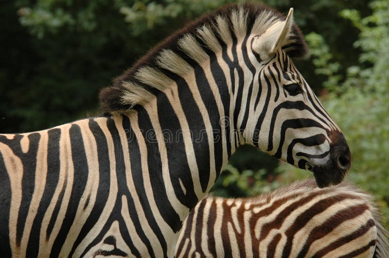 Many zebras in the zoo stock photo. Image of germany - 201914240
