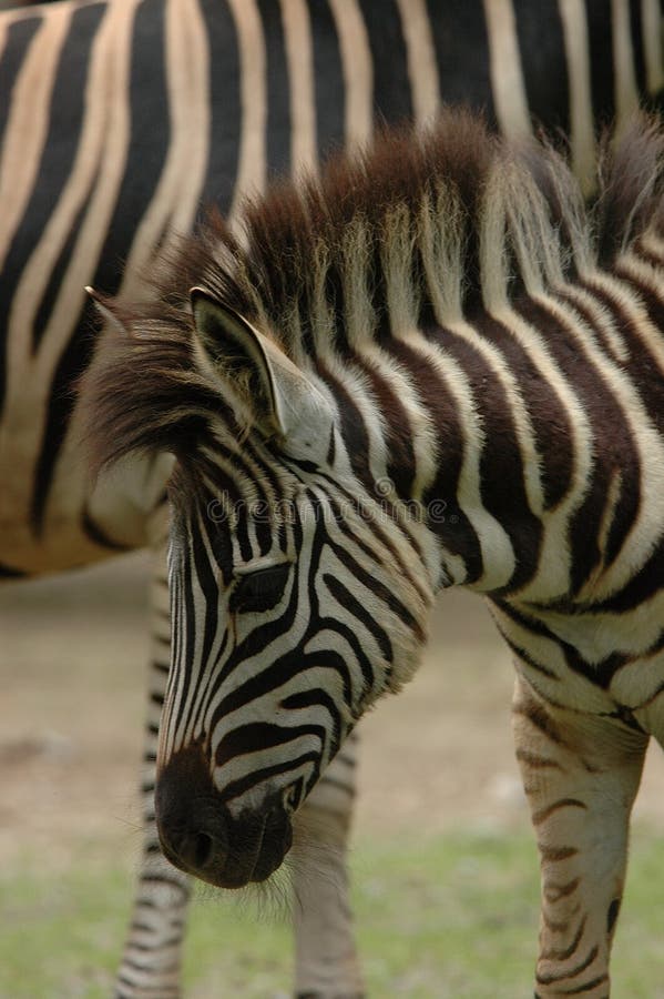 Many zebras in the zoo stock photo. Image of skin, germany - 201914256
