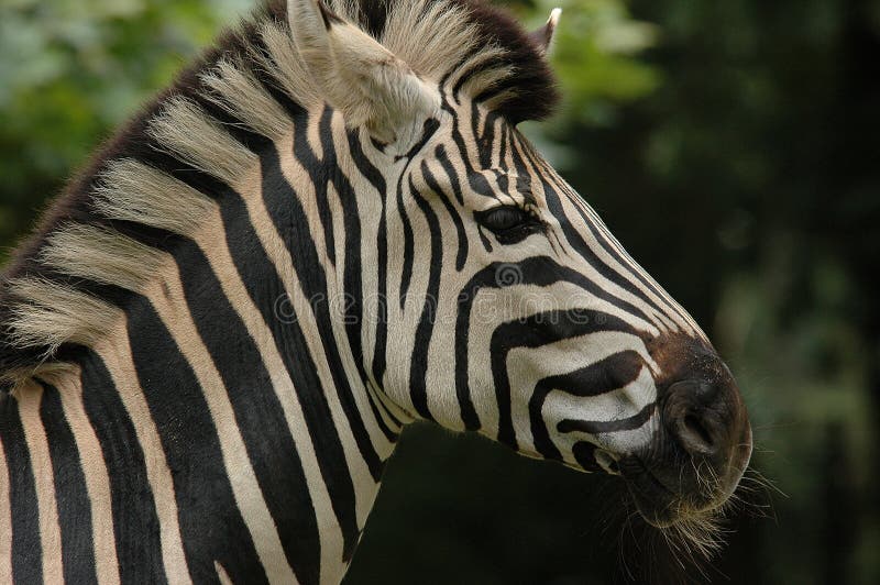 Many zebras in the zoo stock photo. Image of foal, zebra - 201914274