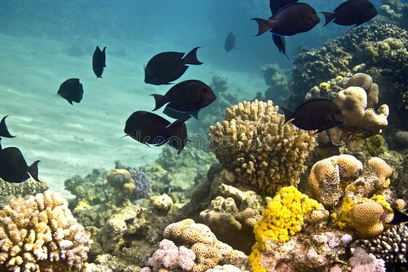 Manyspine Cherubfish (centropyge Multispinis) Stock Image - Image of ...