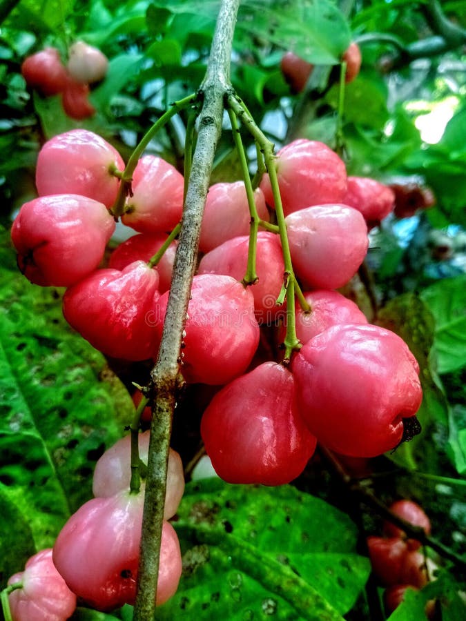 Manzana De Agua Lista Para Ser Recolectada Imagen de archivo - Imagen ...