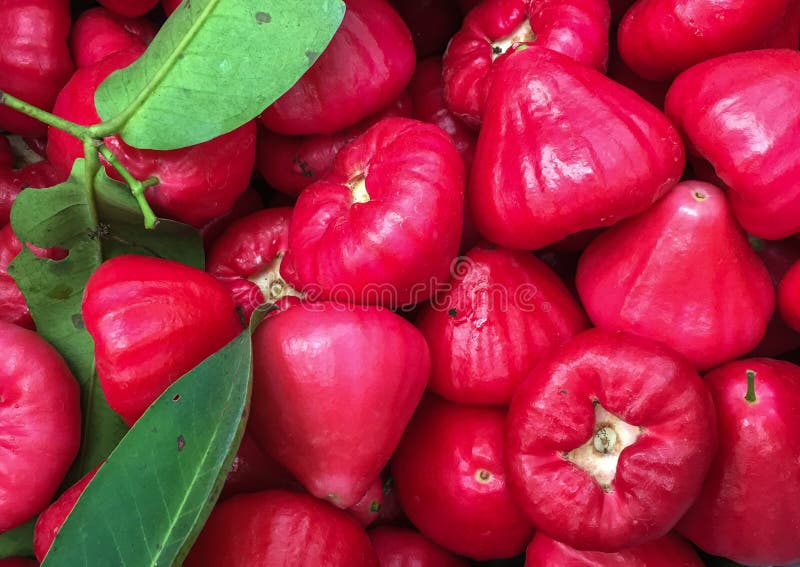 Manzana de Java foto de archivo. Imagen de hojas, fresco - 70398708