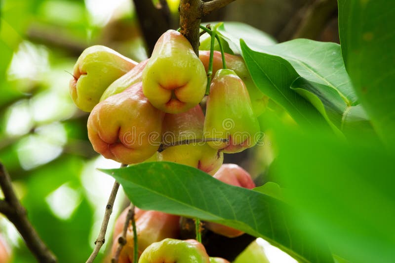 Java Apple on Tree imagen de archivo. Imagen de java - 106024325