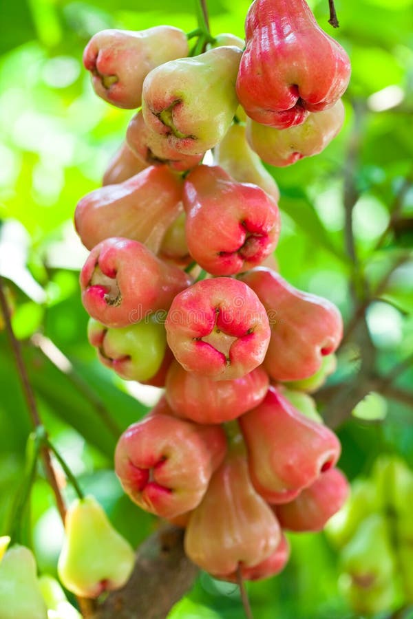 Manzana Rosa Verde En El árbol Imagen de archivo - Imagen de familia ...