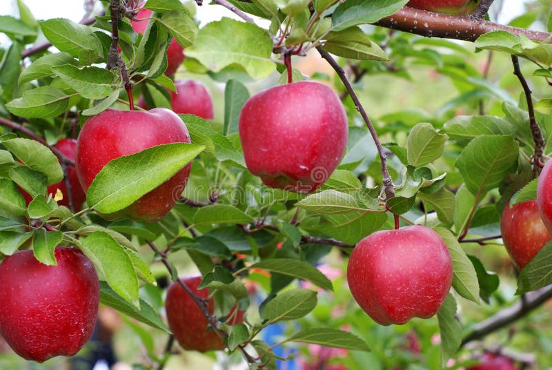 Manzana red delicious imagen de archivo. Imagen de planta - 3370073